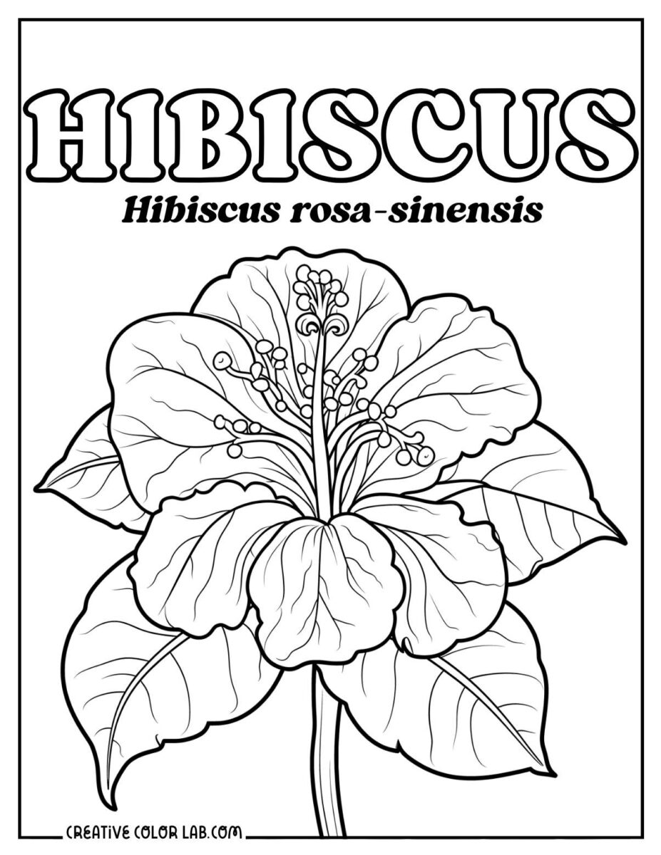 10 Hawaiian Tropical Flower Coloring Pages | Free PDF Printables
