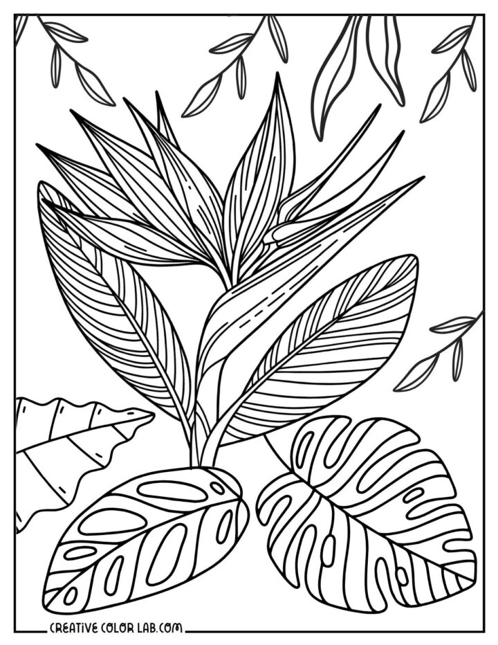 10 Hawaiian Tropical Flower Coloring Pages | Free PDF Printables