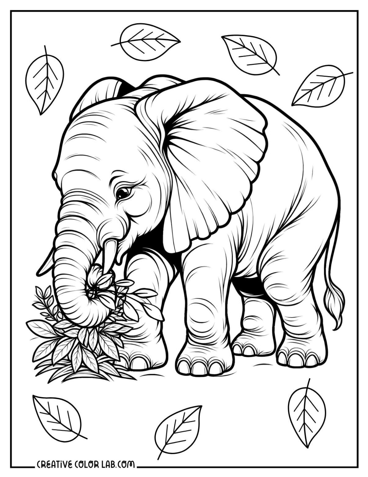 Printable Elephant Coloring Pages | Free PDFs to Download
