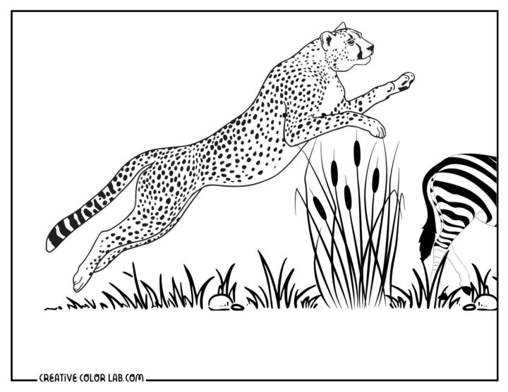 Cheetah Coloring Pages | Free, Printable PDFs