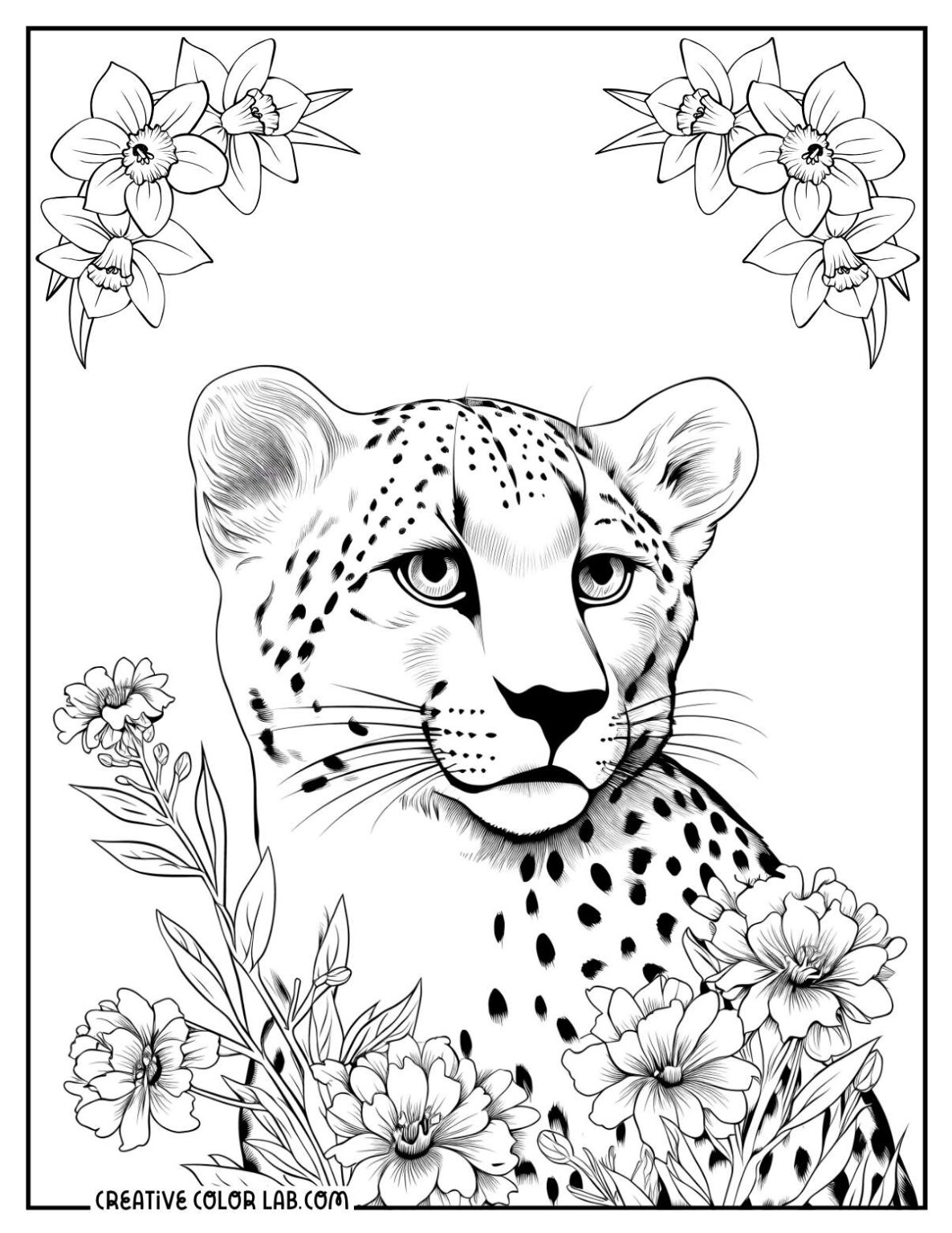 Cheetah Coloring Pages | Free, Printable PDFs