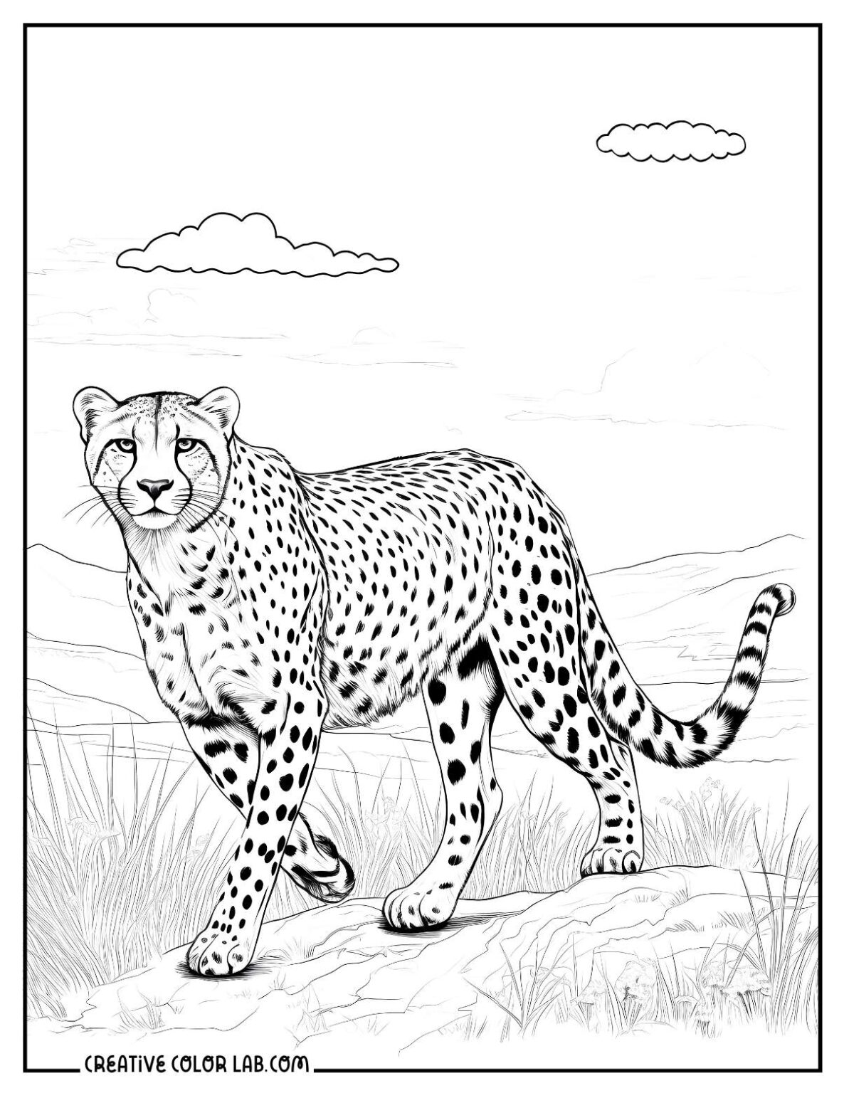Cheetah Coloring Pages | Free, Printable PDFs