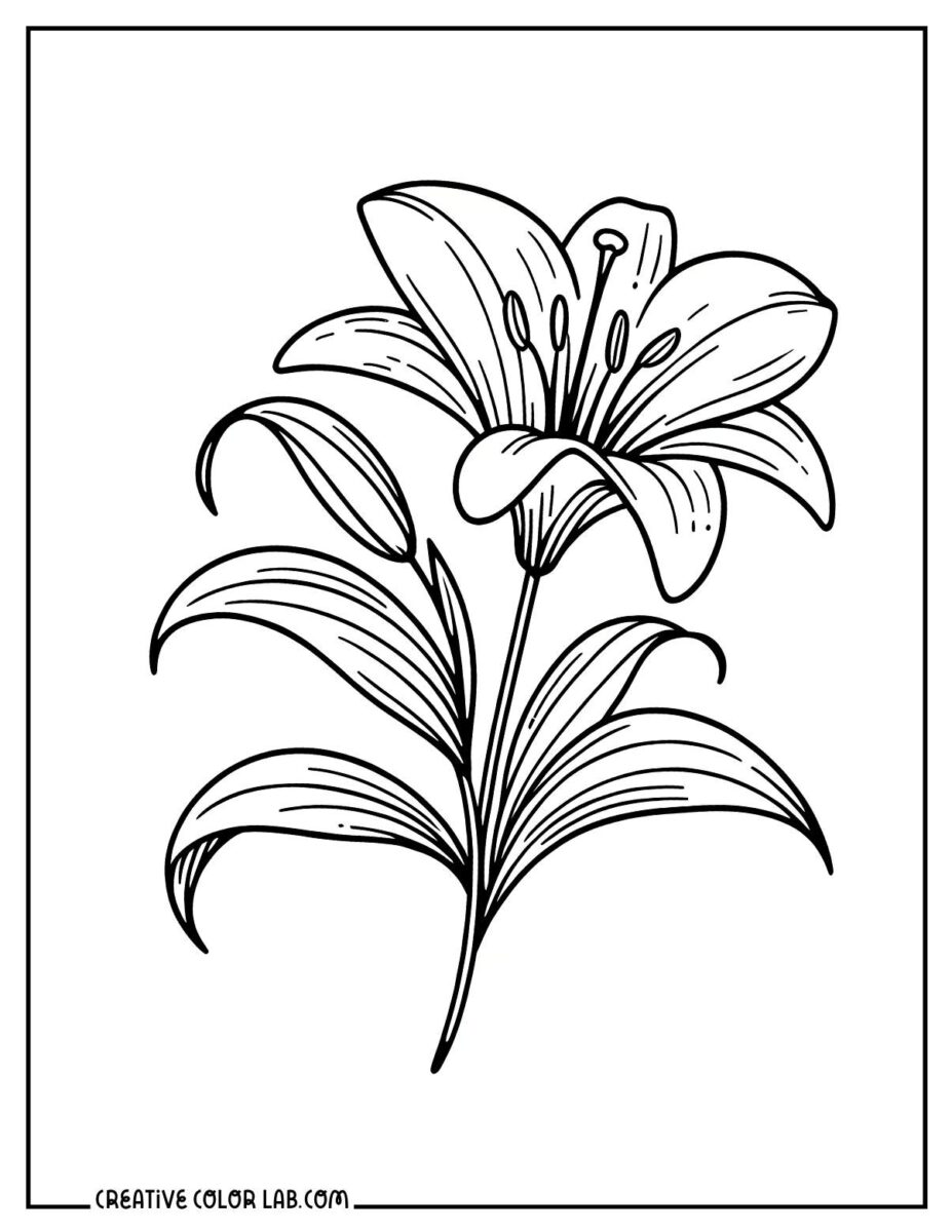 37 Flower Coloring Pages | Free PDF Printables