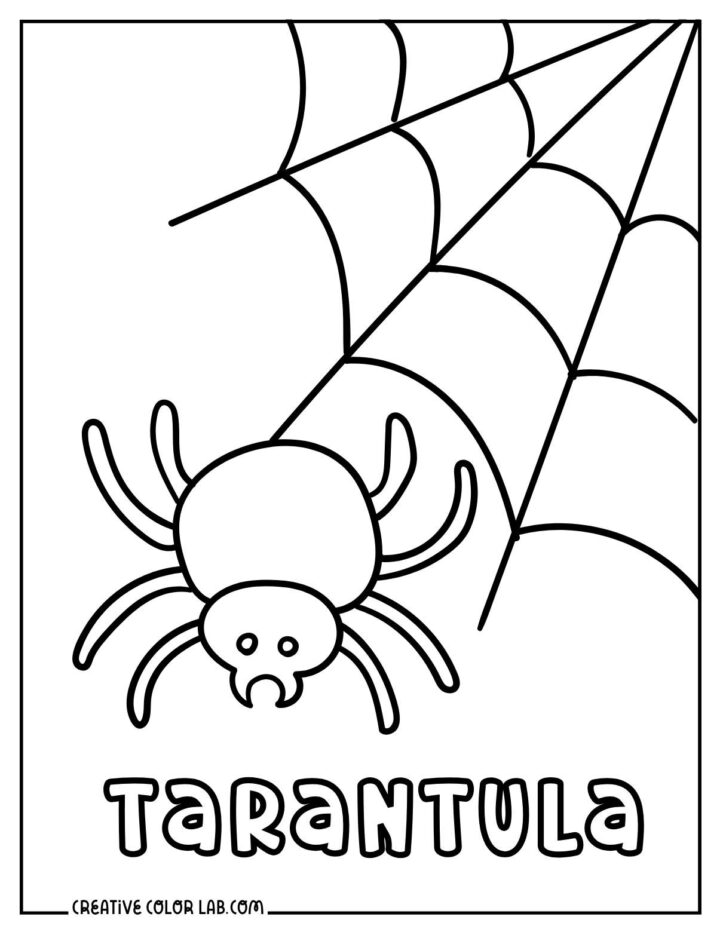 Free, Printable Tarantula Coloring Pages