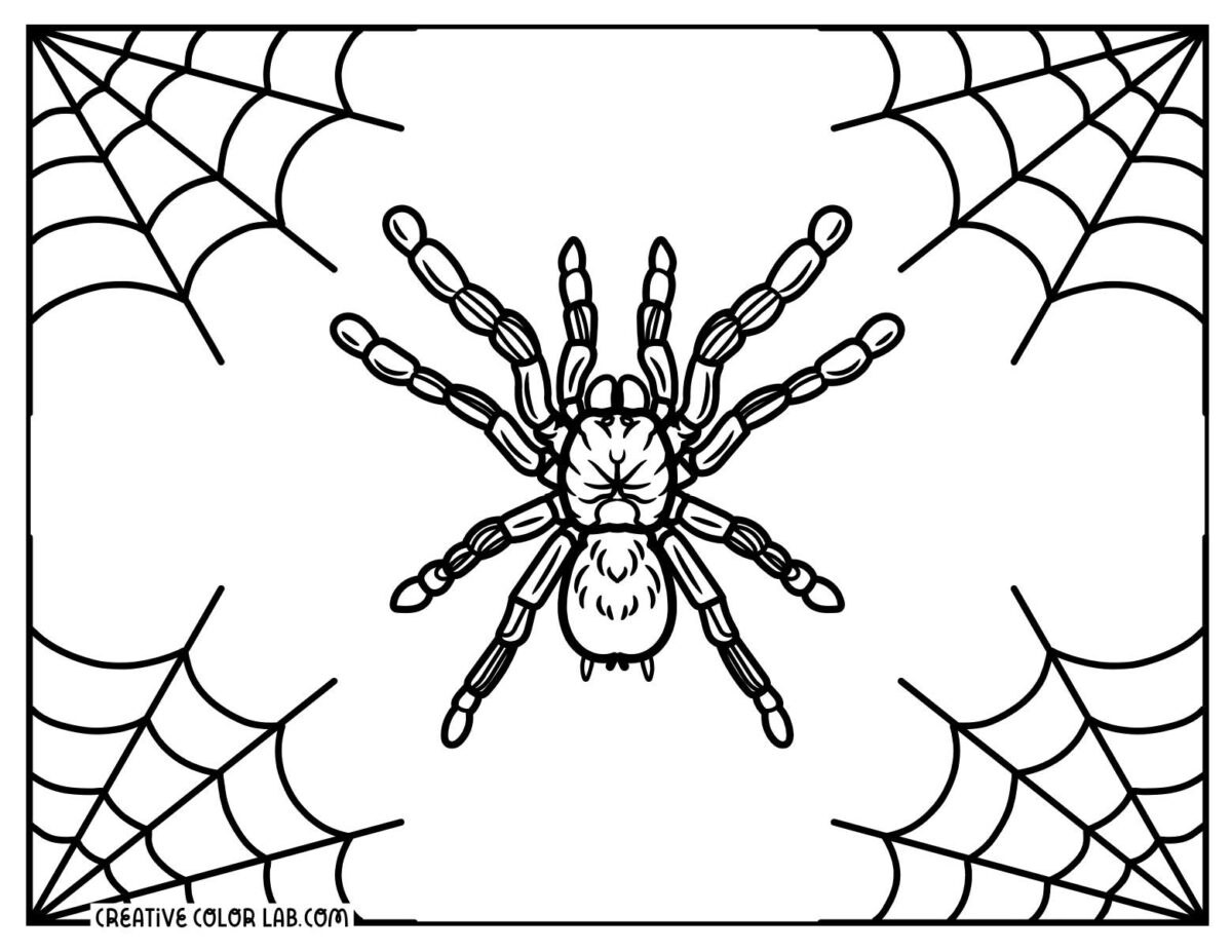 Free, Printable Tarantula Coloring Pages