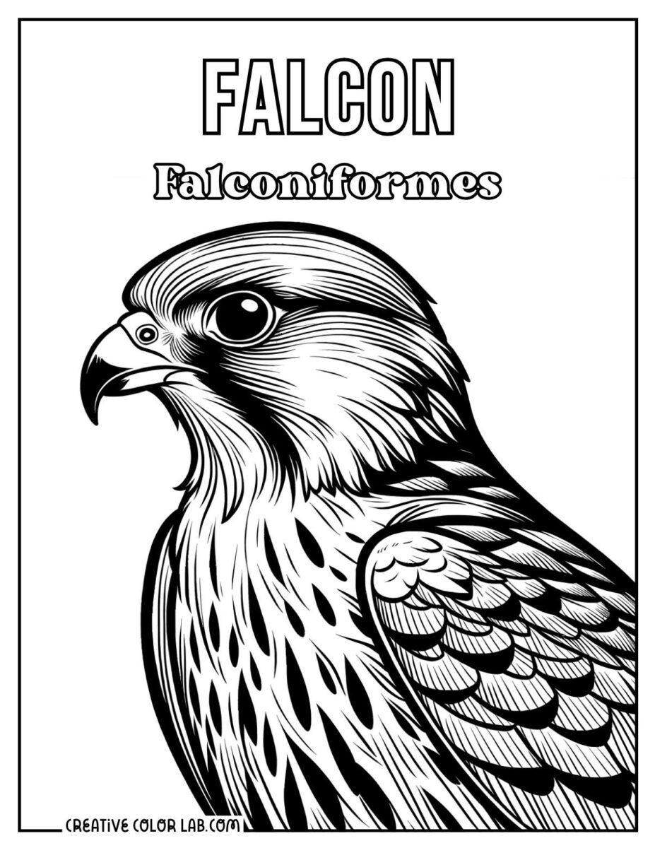 Free Falcon Coloring Pages | PDF Printables