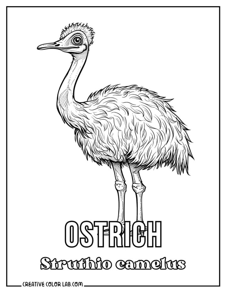 Ostrich Coloring Pages | Free PDFs to Download