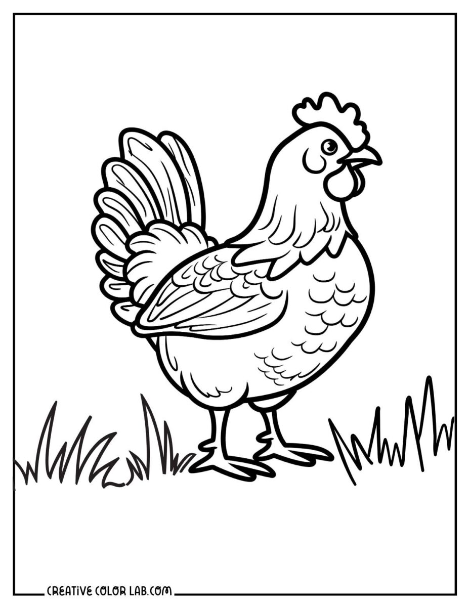 Rooster, Hen + Chicken Coloring Pages | PDFs to Download