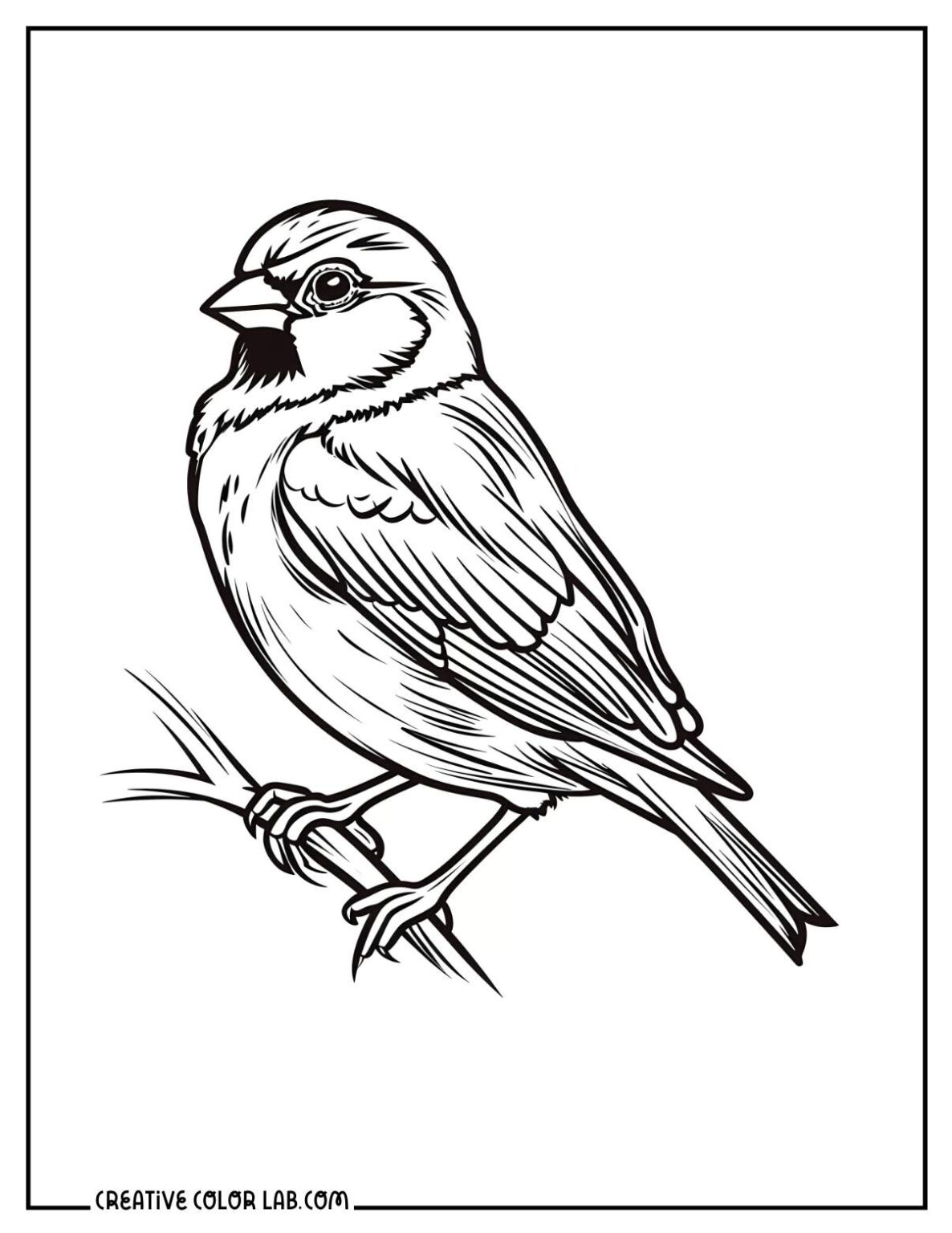 Printable Bird Coloring Pages | Free PDFs