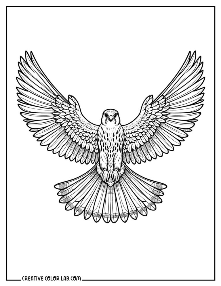 Free Falcon Coloring Pages | PDF Printables