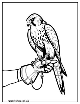 Free Falcon Coloring Pages | PDF Printables
