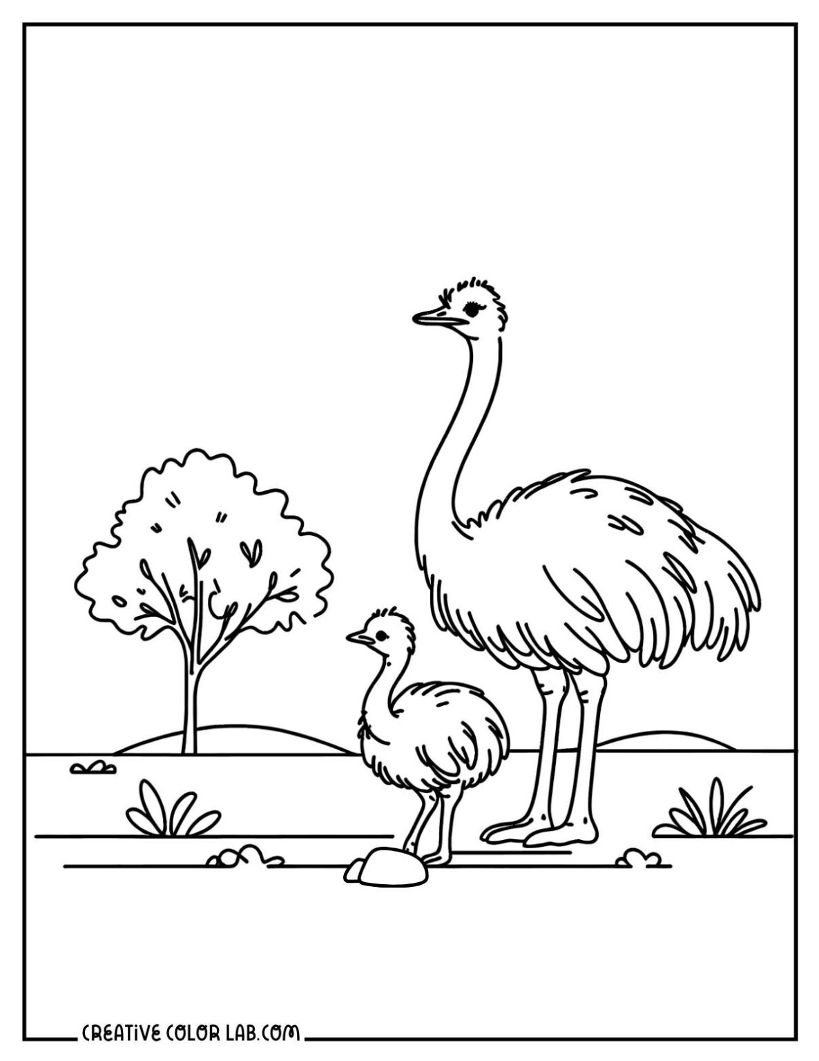 Ostrich Coloring Pages | Free PDFs to Download