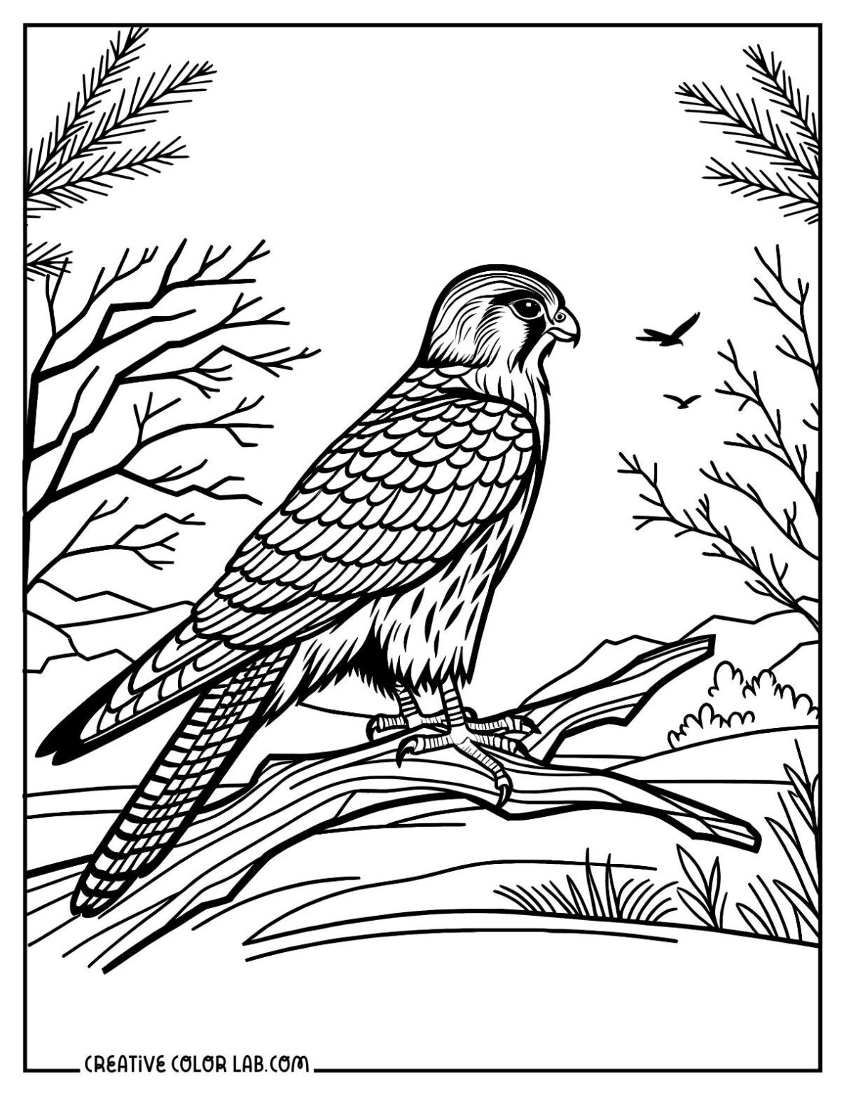 Free Falcon Coloring Pages | PDF Printables