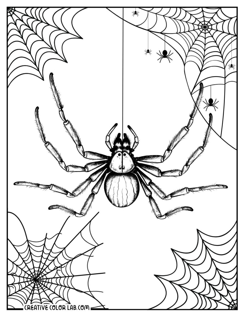 Spider Coloring Pages for Halloween + Beyond